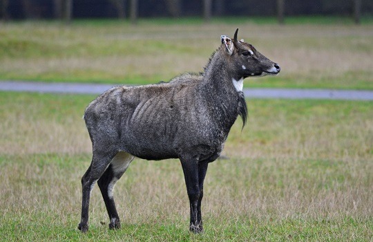 Nilgai - Blair Drummond Safari Park