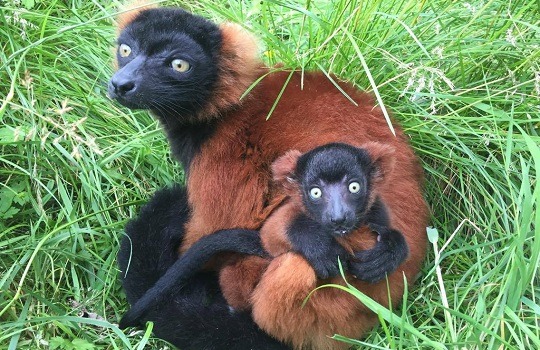 Red ruffed lemur - Blair Drummond Safari Park