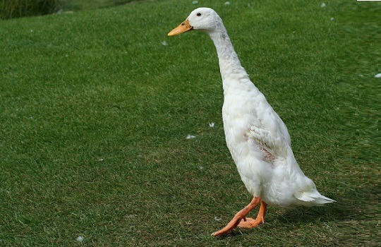 White Indian Runner Ducks