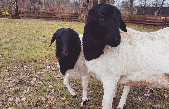 Somali sheep - Blair Drummond Safari Park