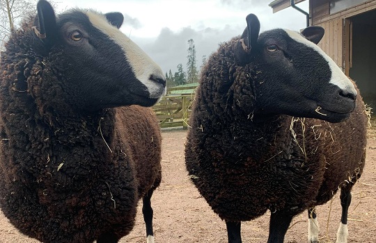 Zwartbles sheep - Blair Drummond Safari Park